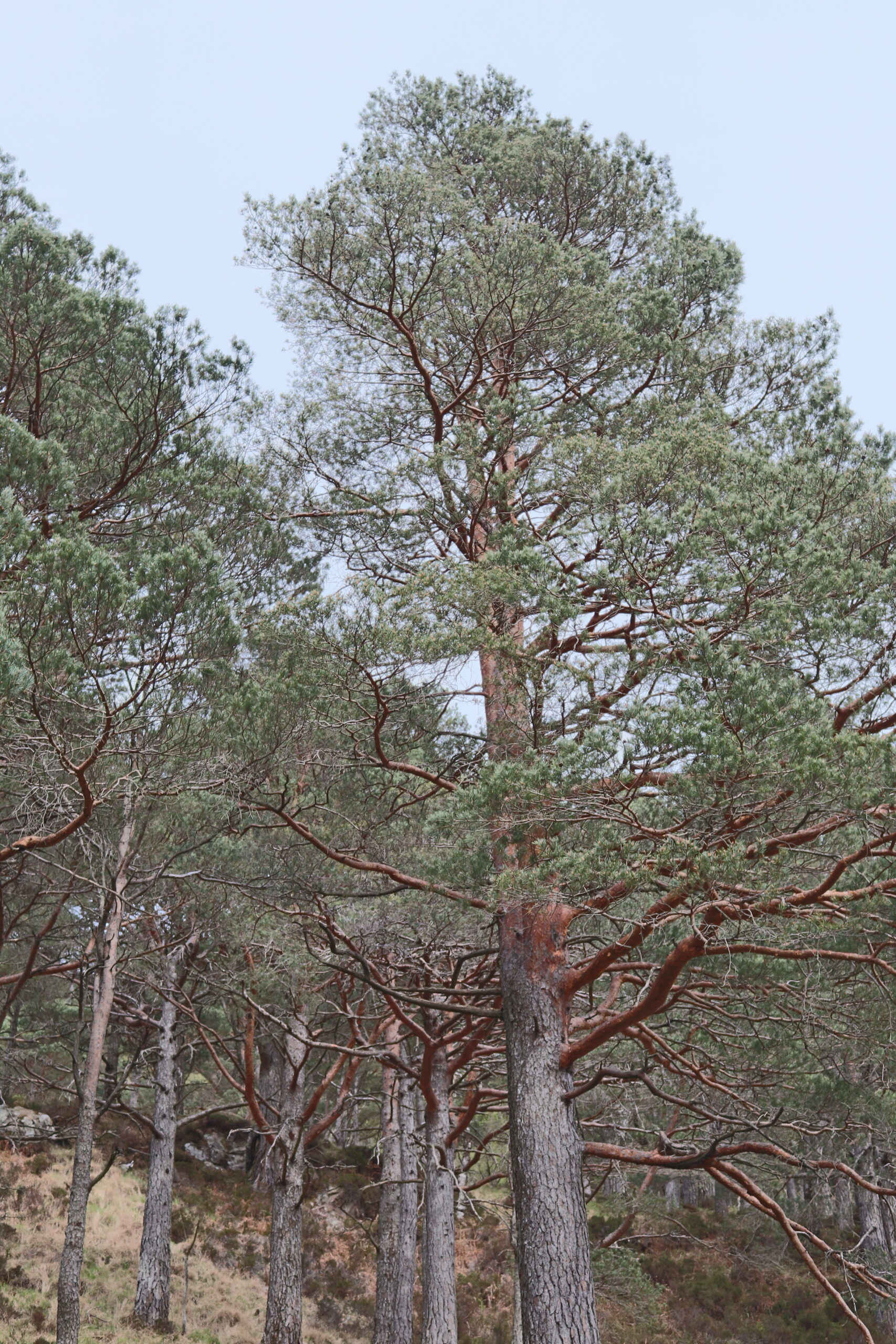 One More Tree..... - douglasclarkson.com